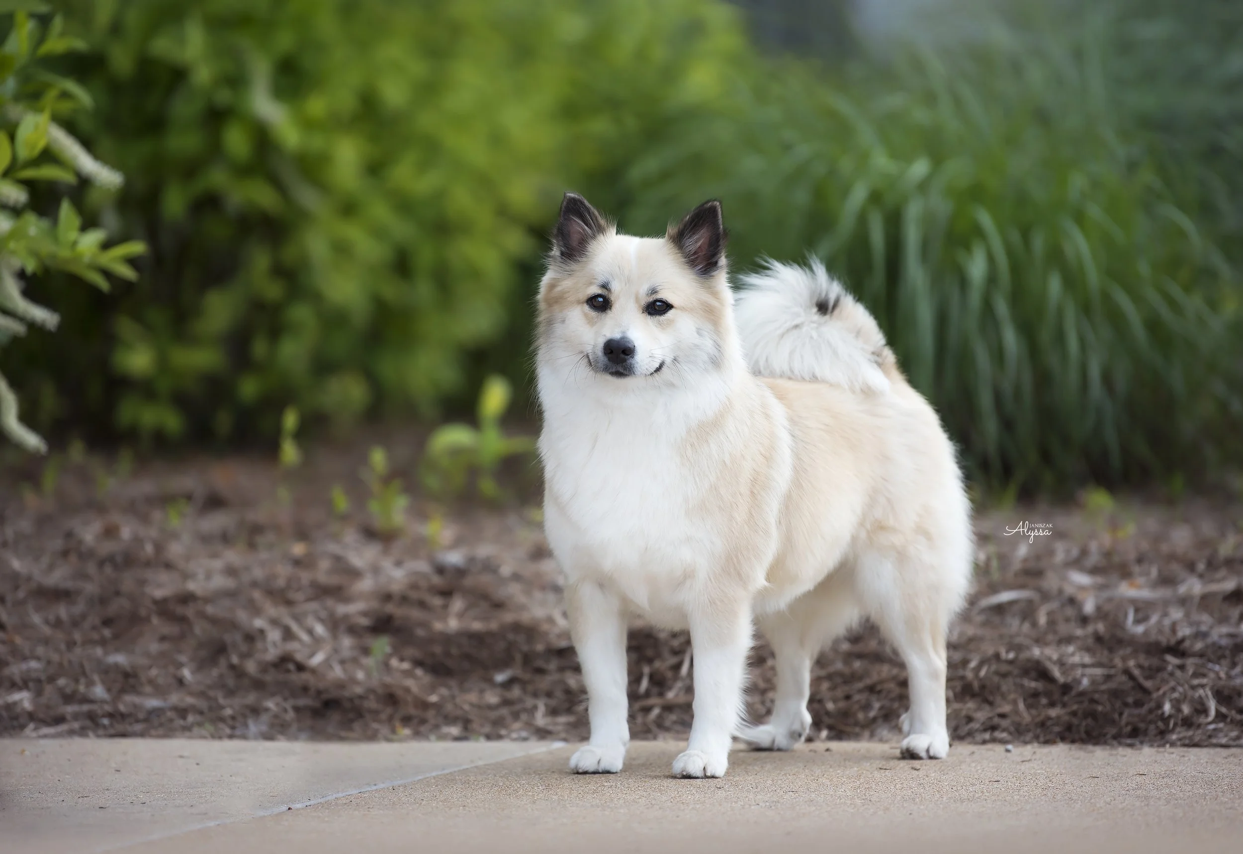 Icelandic Sheepdog
