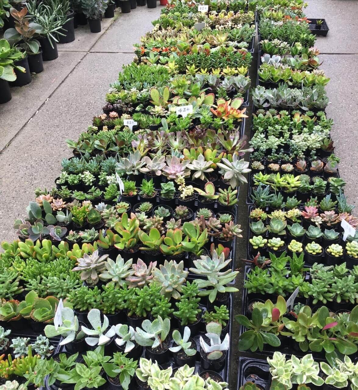 Succulent Plant Nursery
