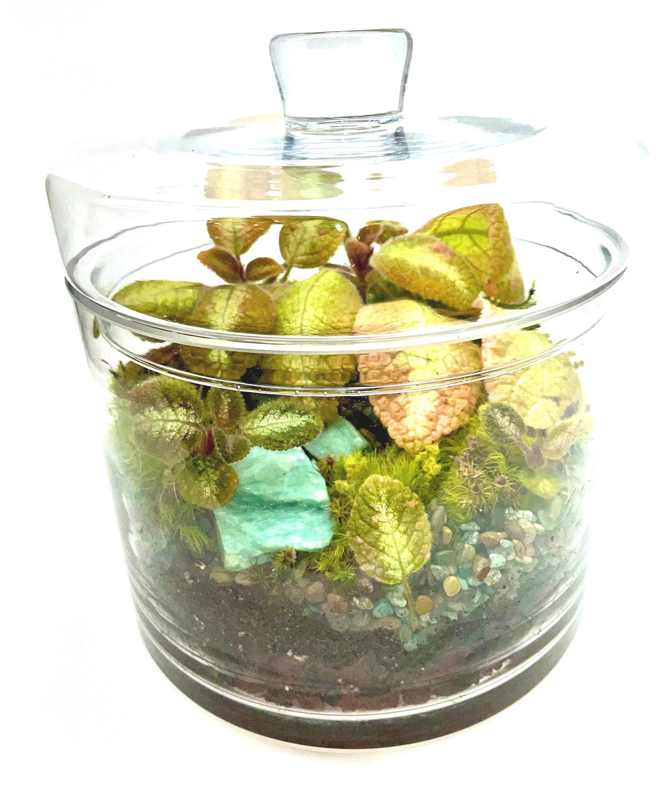 Silver Falls Terrariums