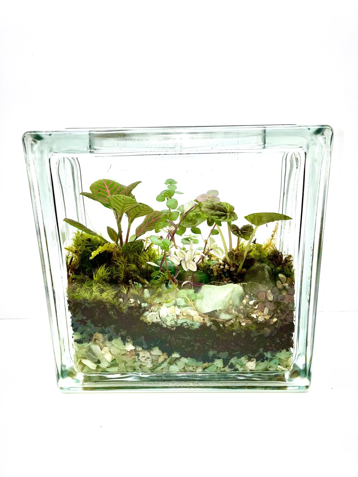 Silver Falls Terrariums