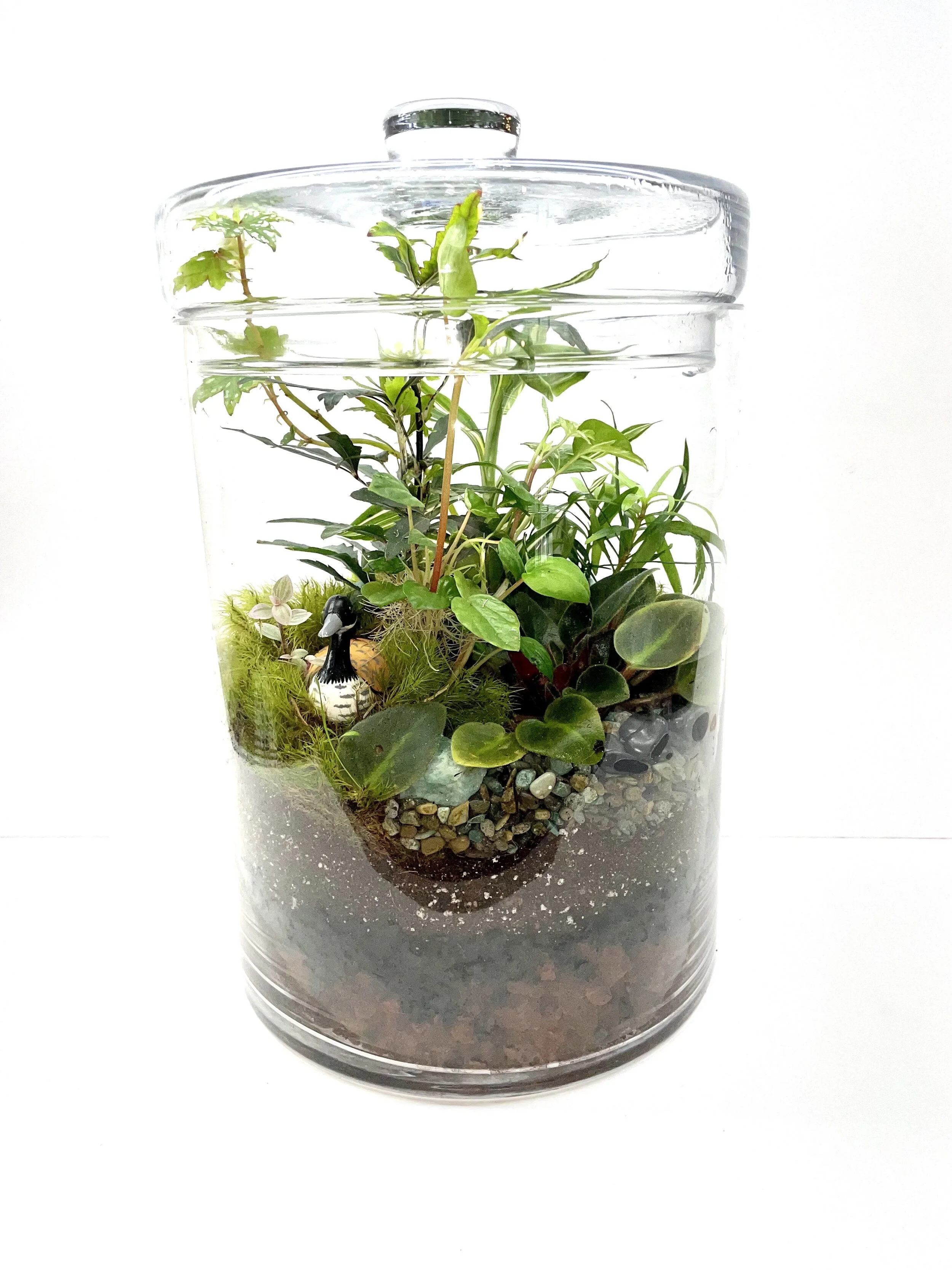 Silver Falls Terrariums