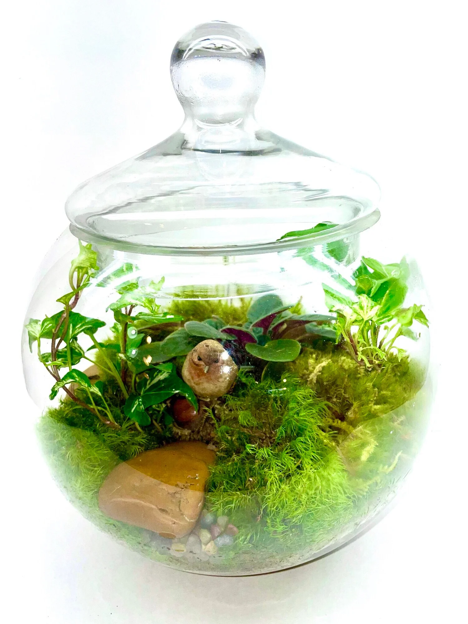 Silver Falls Terrariums