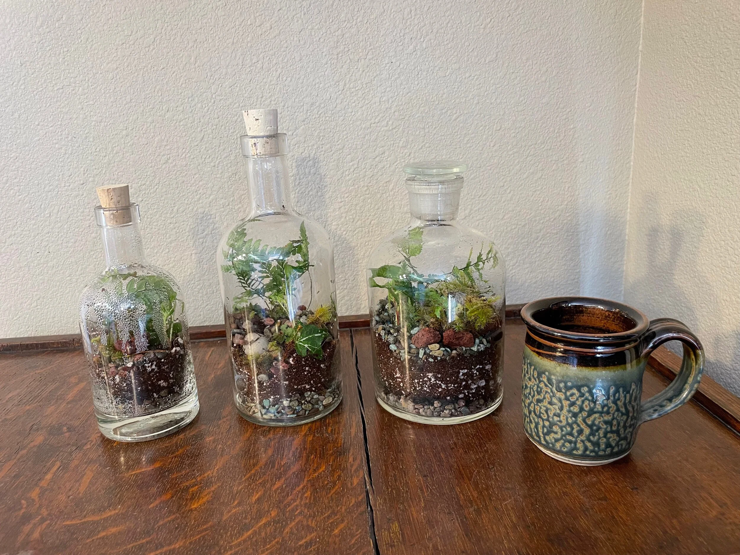 FAQs — Silver Falls Terrariums