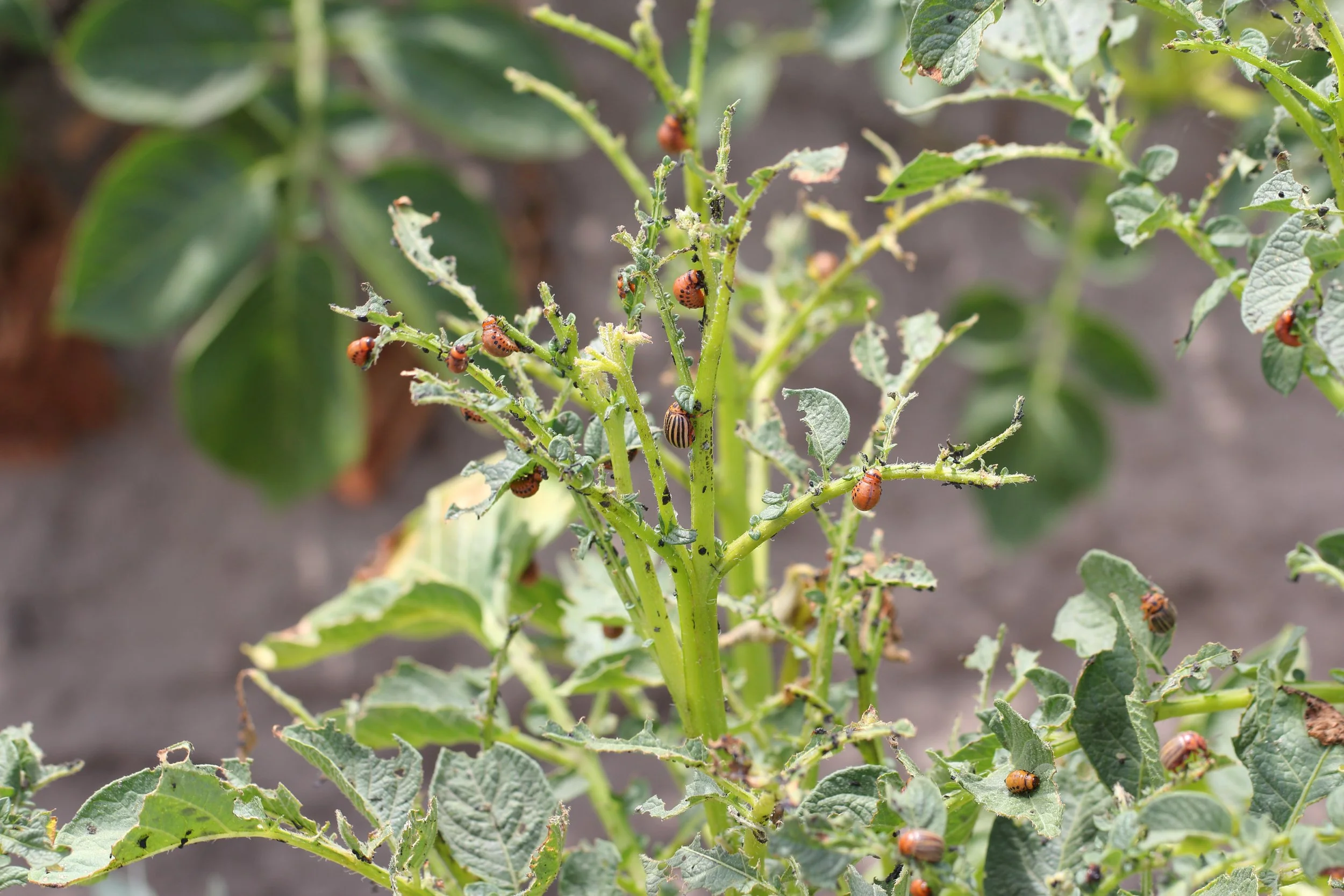 The front line exotic pest profile: Colorado potato beetle — PotatoLink