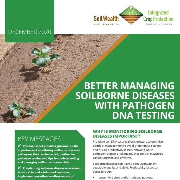 Better managing soilborne diseases with pathogen DNA testing — PotatoLink