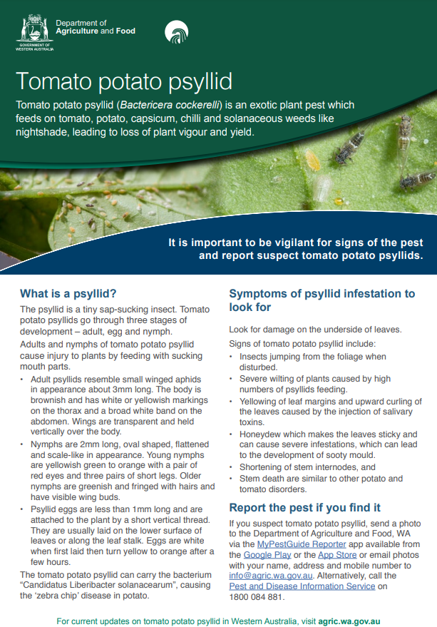 Tomato potato psyllid — PotatoLink