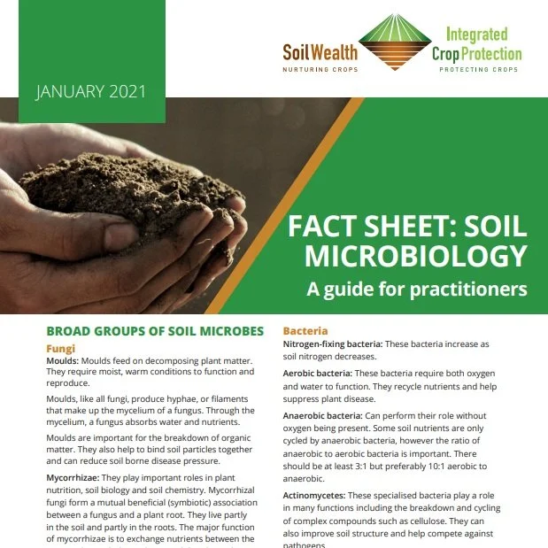 What you need to know about soil microbiology — PotatoLink