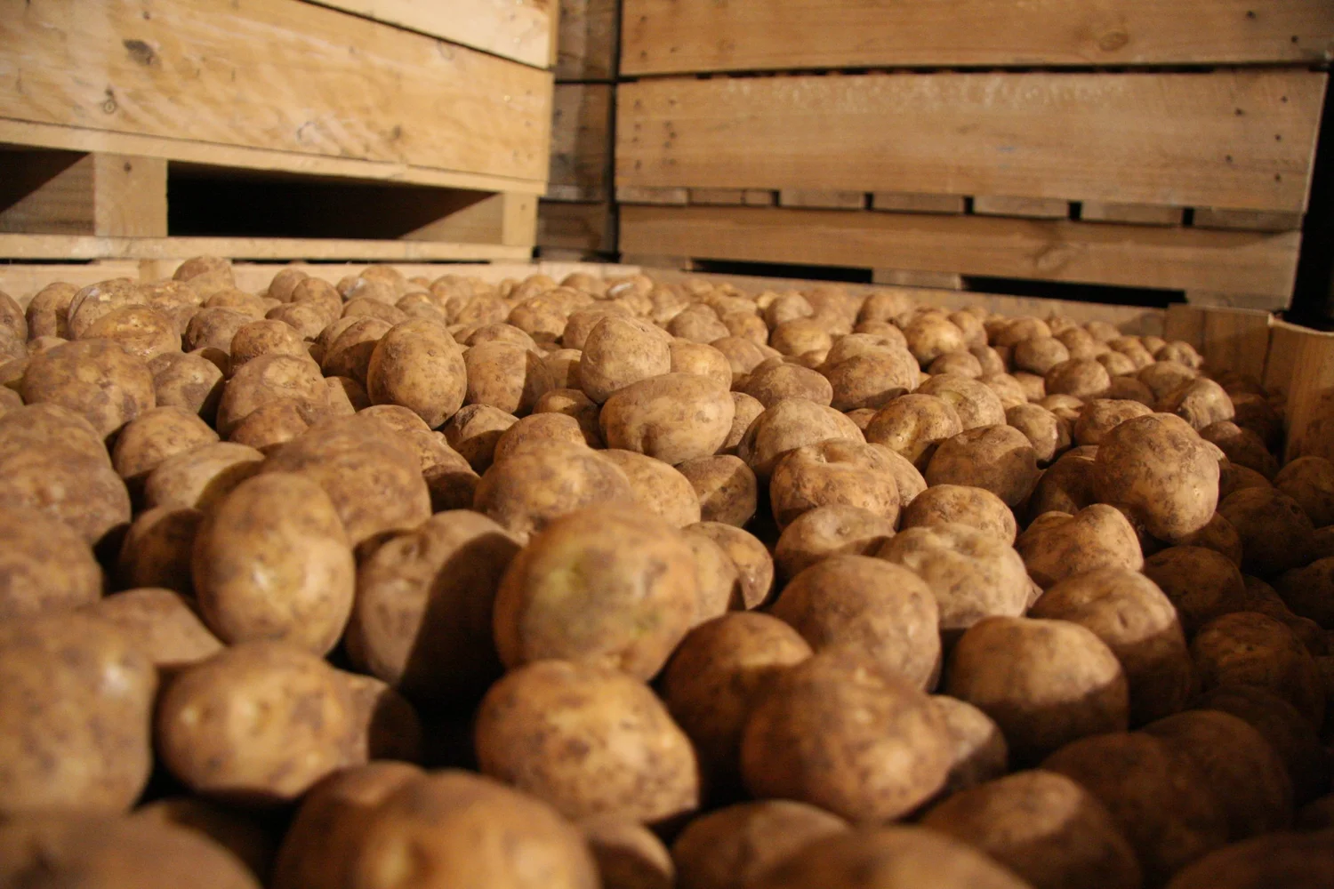 PotatoLink