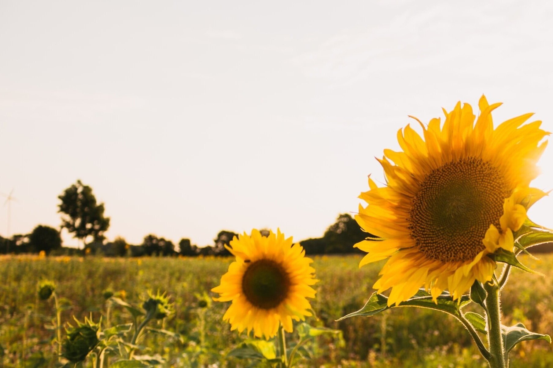 Comprehensive Wellness