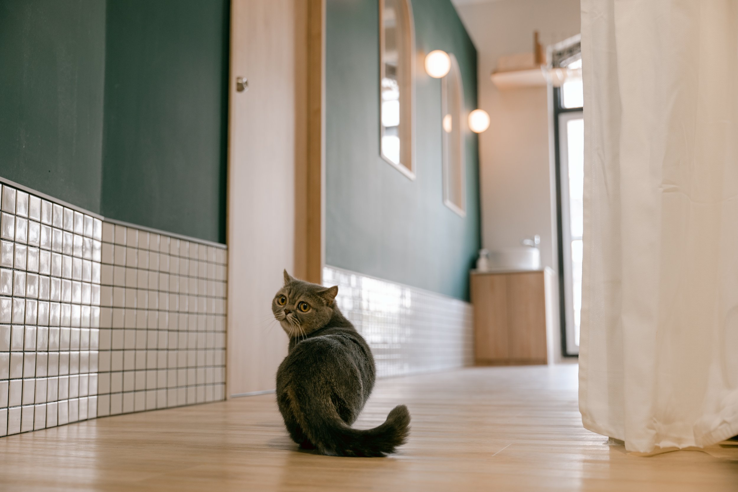 Good Life Cat — LAYERS