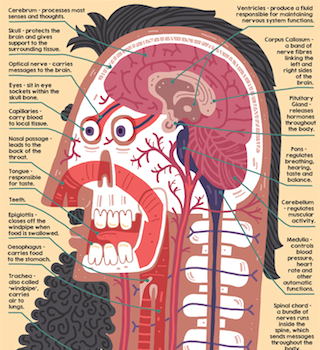 DANIEL HAMILTON ILLUSTRATION