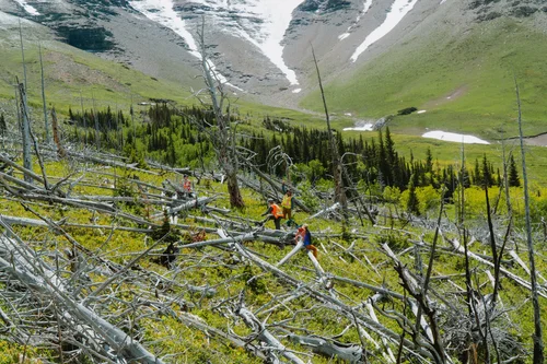 Mapping Fire Recovery: Uncovering Why Some Forests Fail to Return — The ...