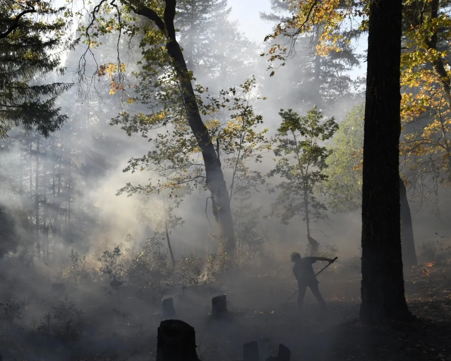 Mapping Fire Recovery: Uncovering Why Some Forests Fail to Return — The ...