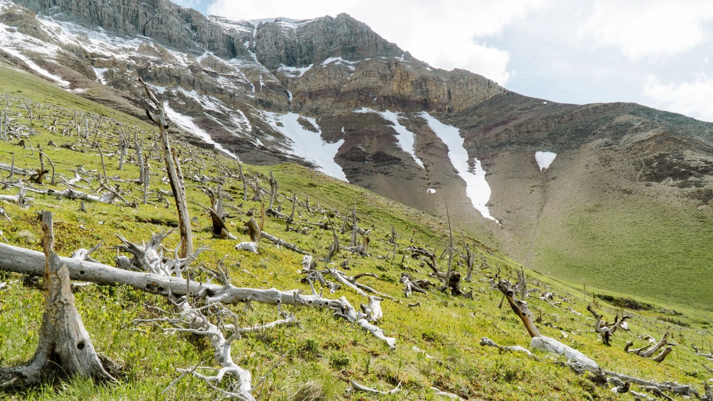 Mapping Fire Recovery: Uncovering Why Some Forests Fail to Return — The ...