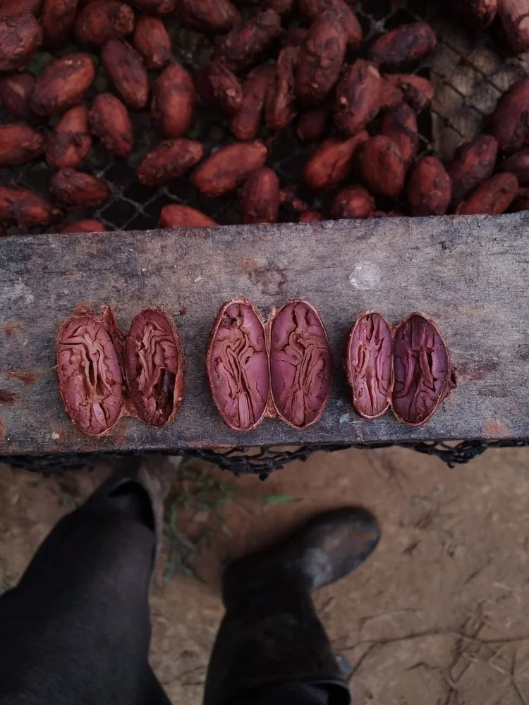 Jungle Cacao Peru
