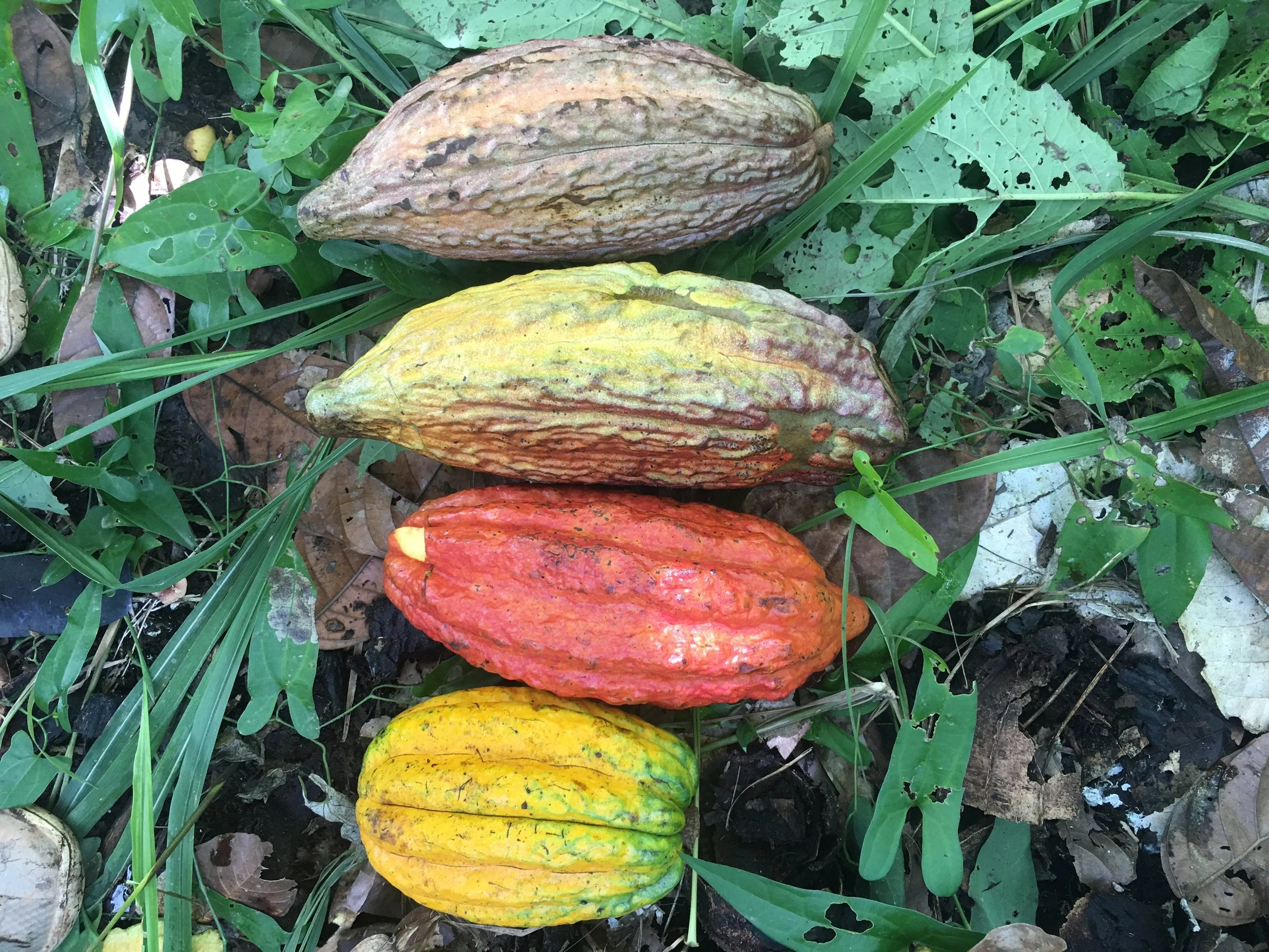 Jungle Cacao Peru