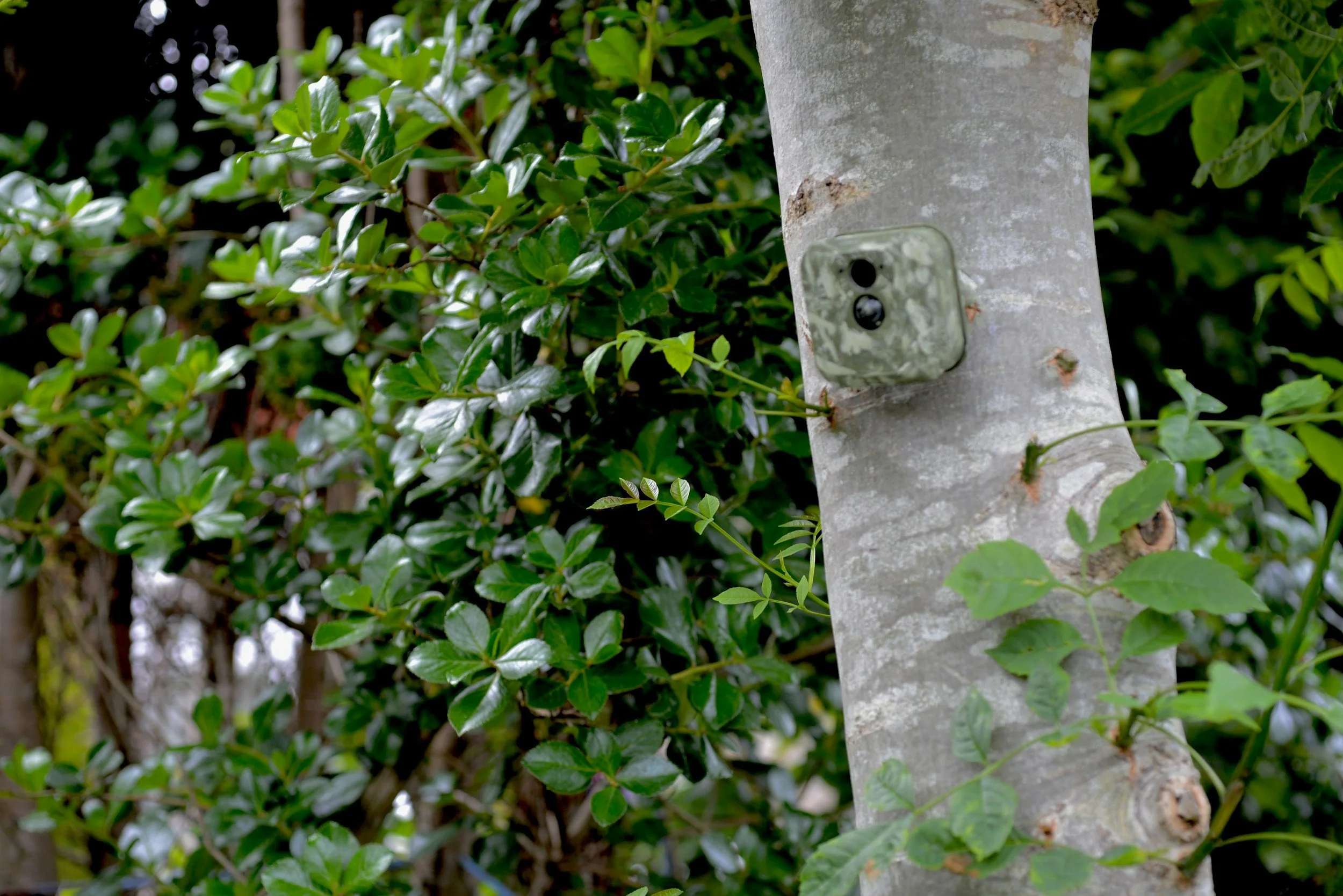 How to Hide a Security Camera in Plain Sight: Top Tips — TheRooYorker