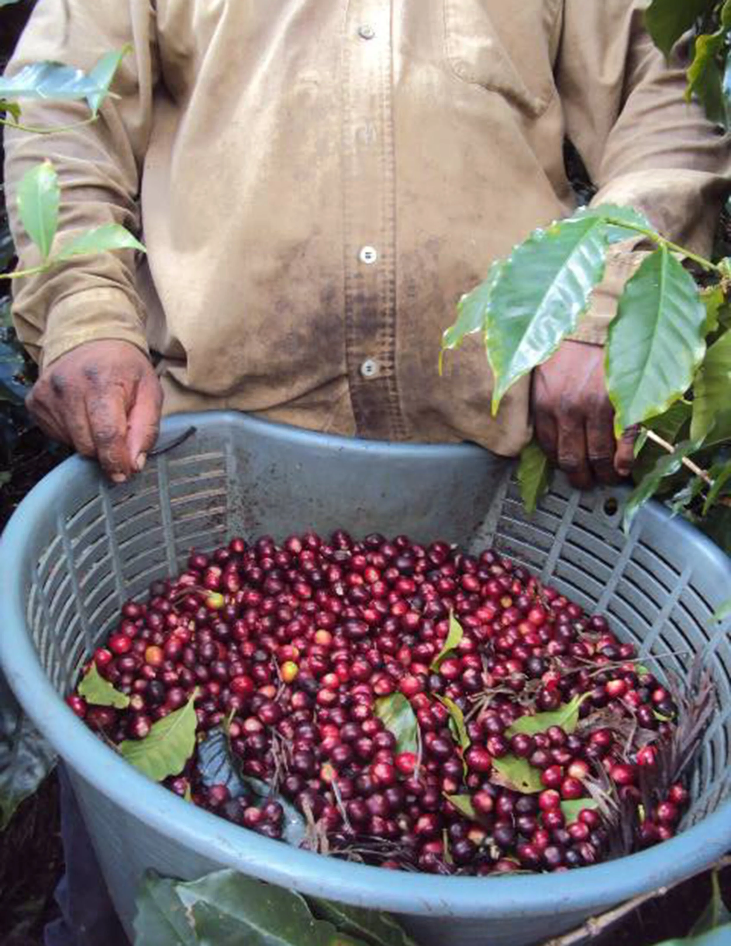 ONDA ORIGINS FLAGSHIP COFFEE SHOP | Mutuus