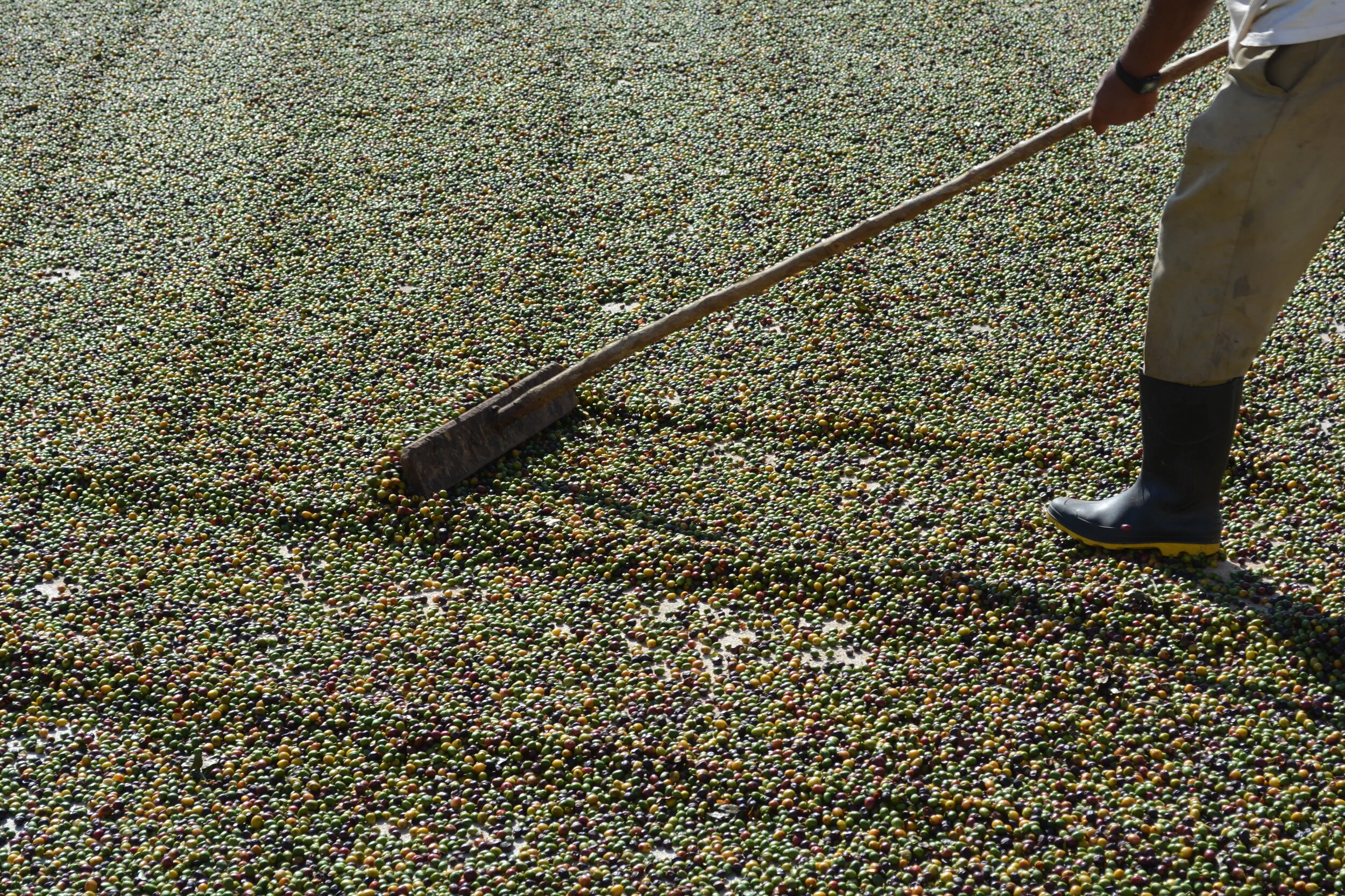 ONDA ORIGINS FLAGSHIP COFFEE SHOP | Mutuus