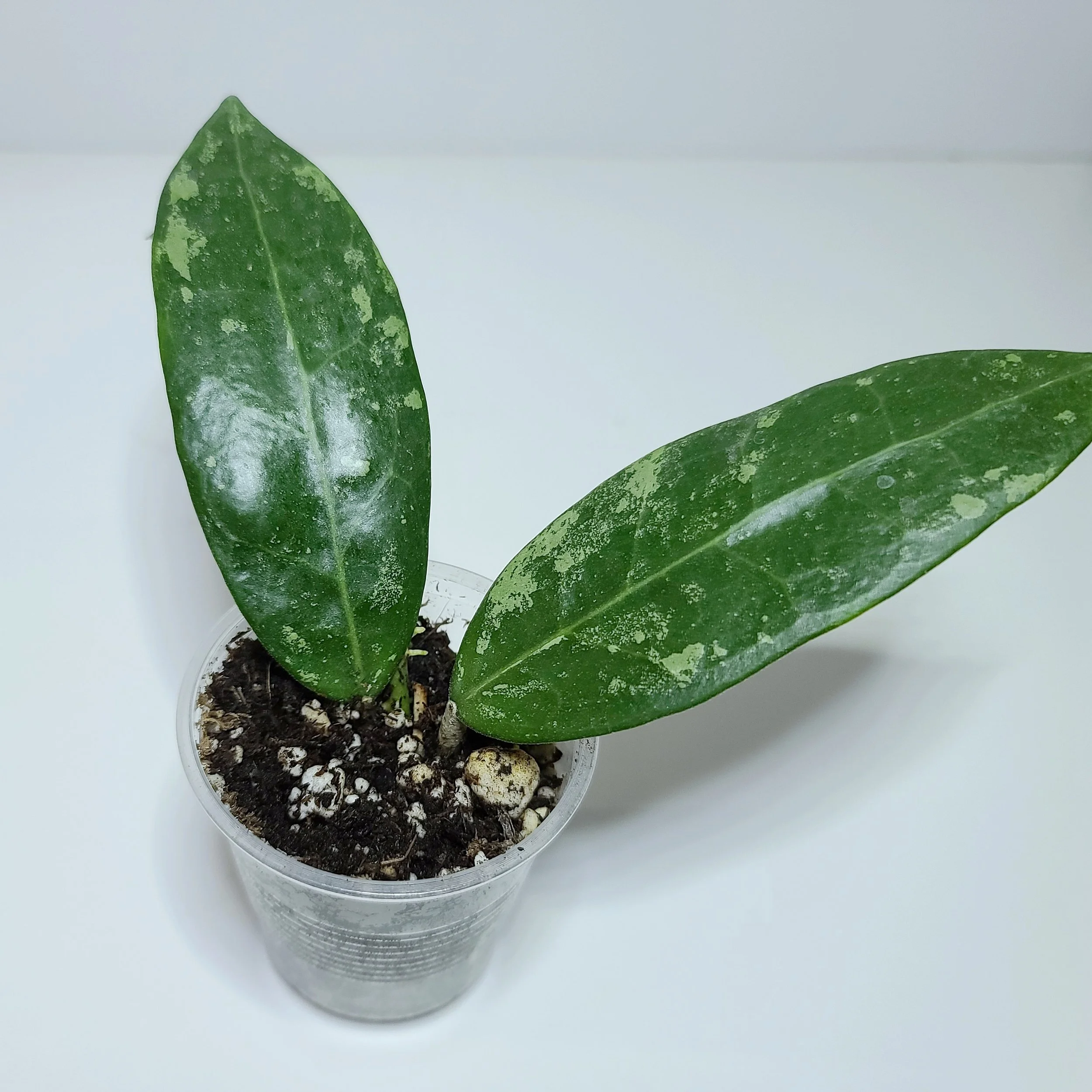 Shop — The Hoya Shop