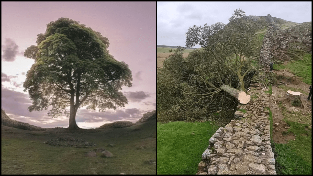 Iconic Sycamore Gap Tree Toppled, Causing Damage to Historic Hadrian's Wall