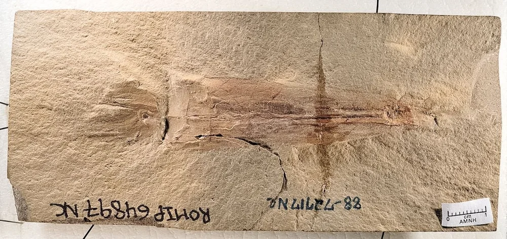 The oldest fossilized octopus is 330 million years old