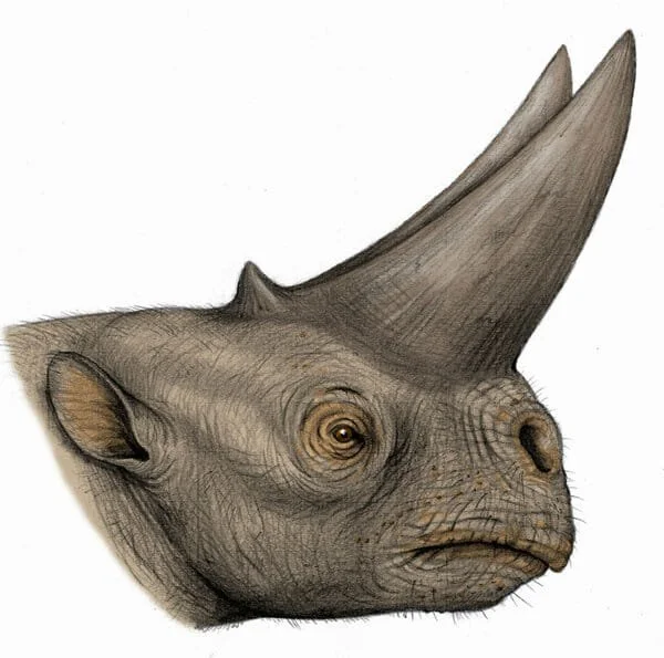Arsinoitherium: Ancient Elephant Relatives But The Body Is A Giant ...