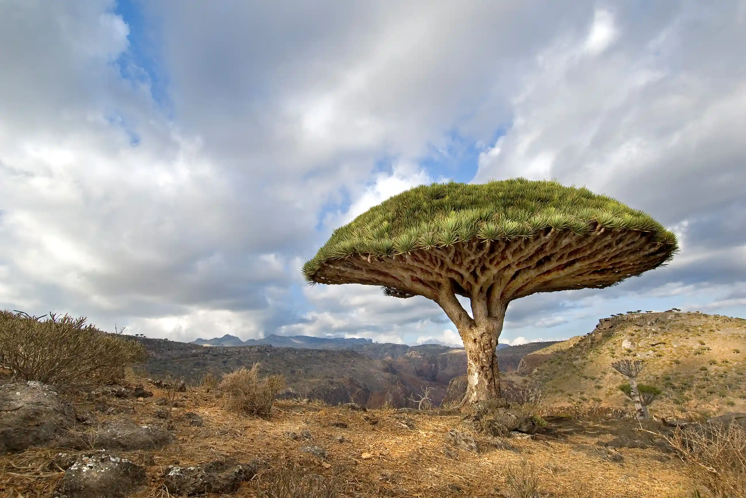 Dragon Blood Tree: These centuries-old trees ‘bleed’