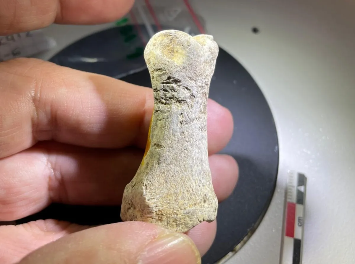 Neanderthals In France Made Tools From Rhino Bones And Horse Teeth ...