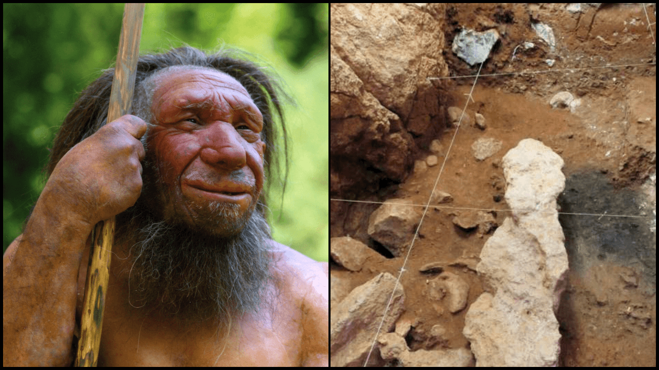 Uncovering Neanderthal Culinary Intelligence: Evidence from Archaeological Excavations
