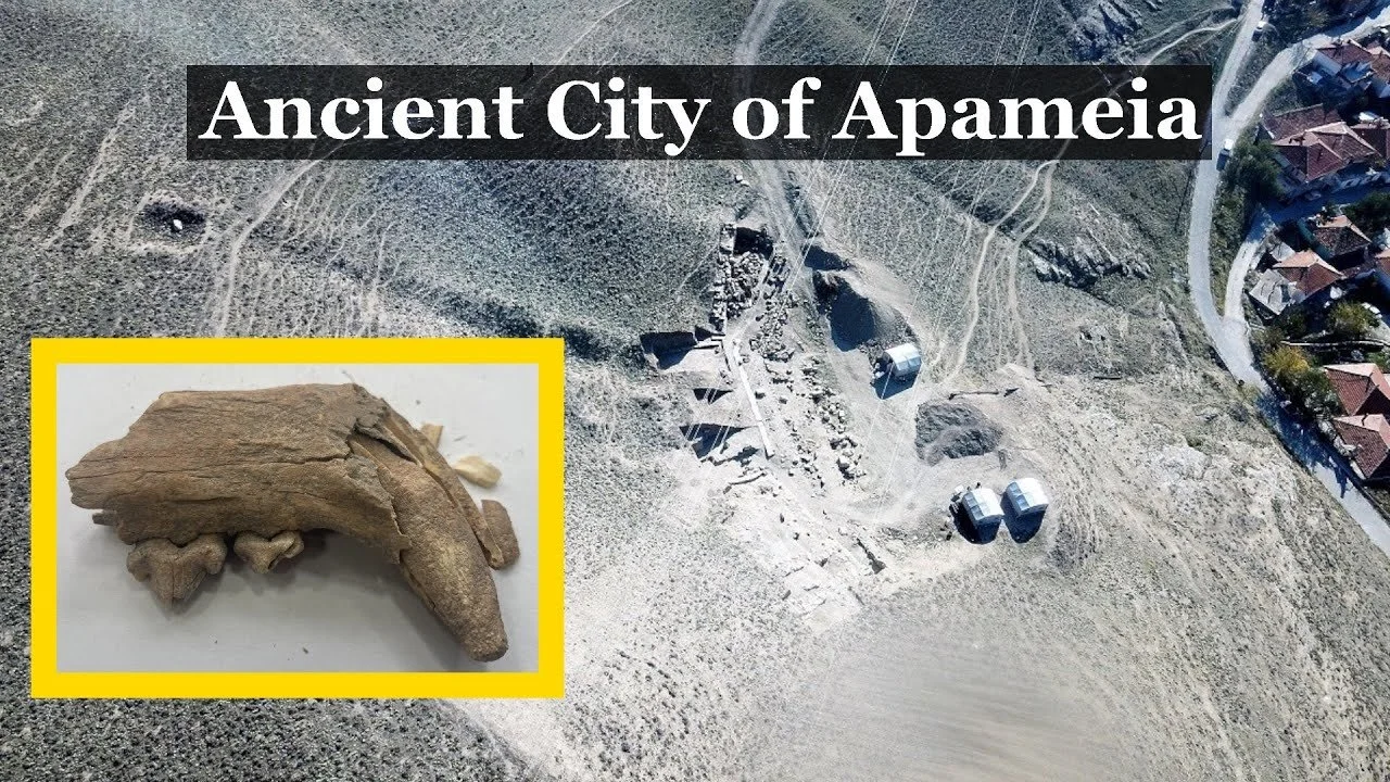 Archaeologists discovered a cat's jaw during excavations in the Ancient ...