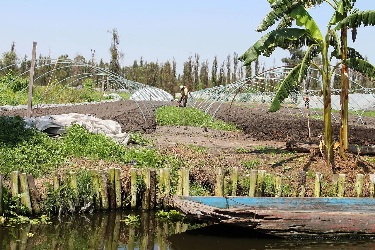 'Chinampas': The Ancient Aztec Floating Gardens that hold promise for ...