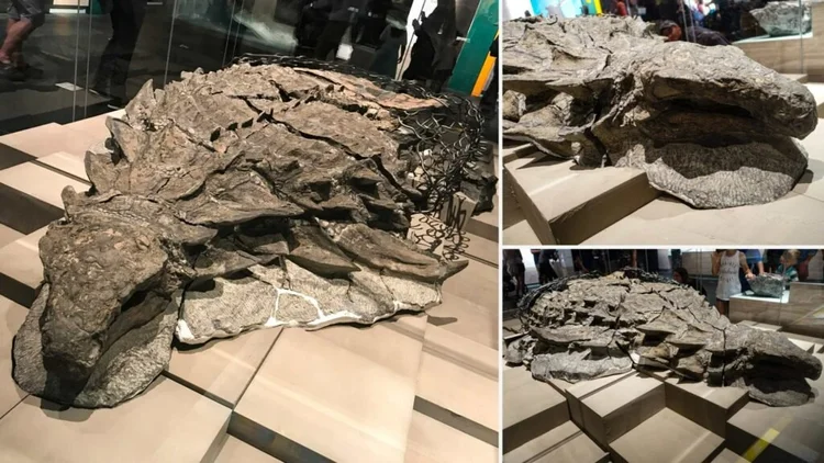 Preserved Dinosaur