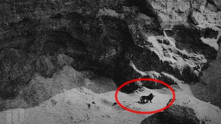 Extinct Animal Sightings