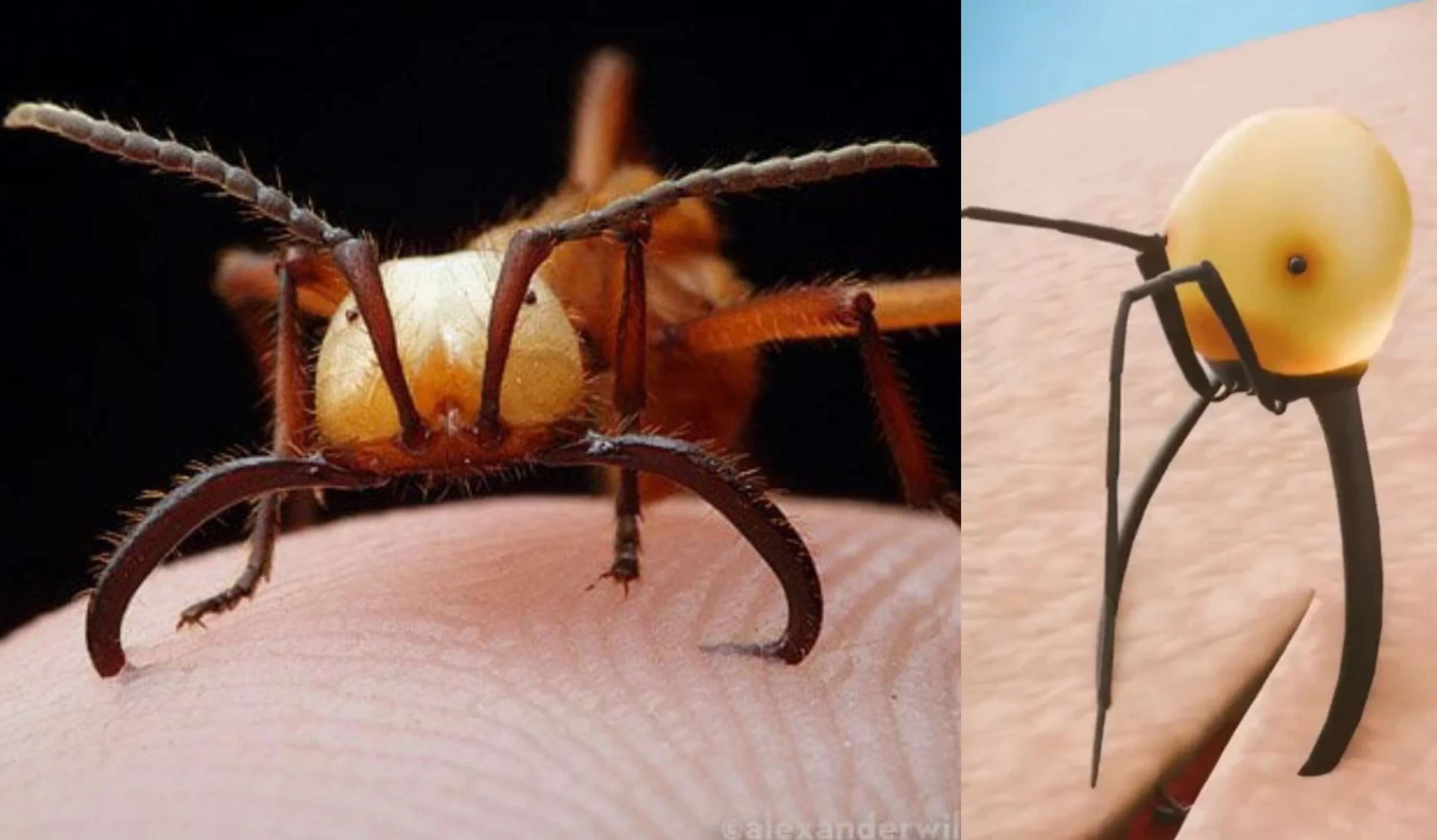 Ants as Natural Sutures: Ancient Practice and Survival Technique