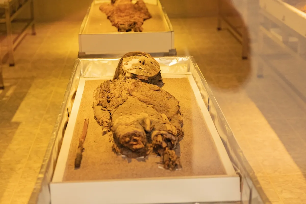 Unveiling Chile's Ancient Mummies: A Treasure Trove Predating Egypt's ...