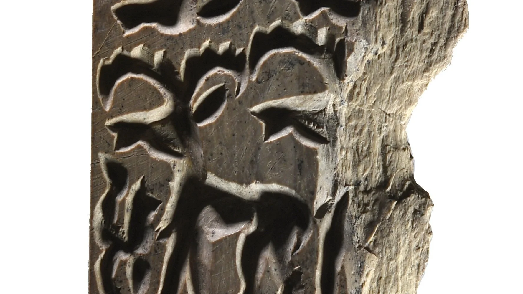 Animals That Live In Volcanoes