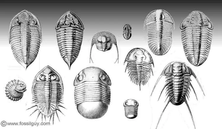 Ancient Trilobite Had a Hidden Third Eye on Their Foreheads; What Were ...