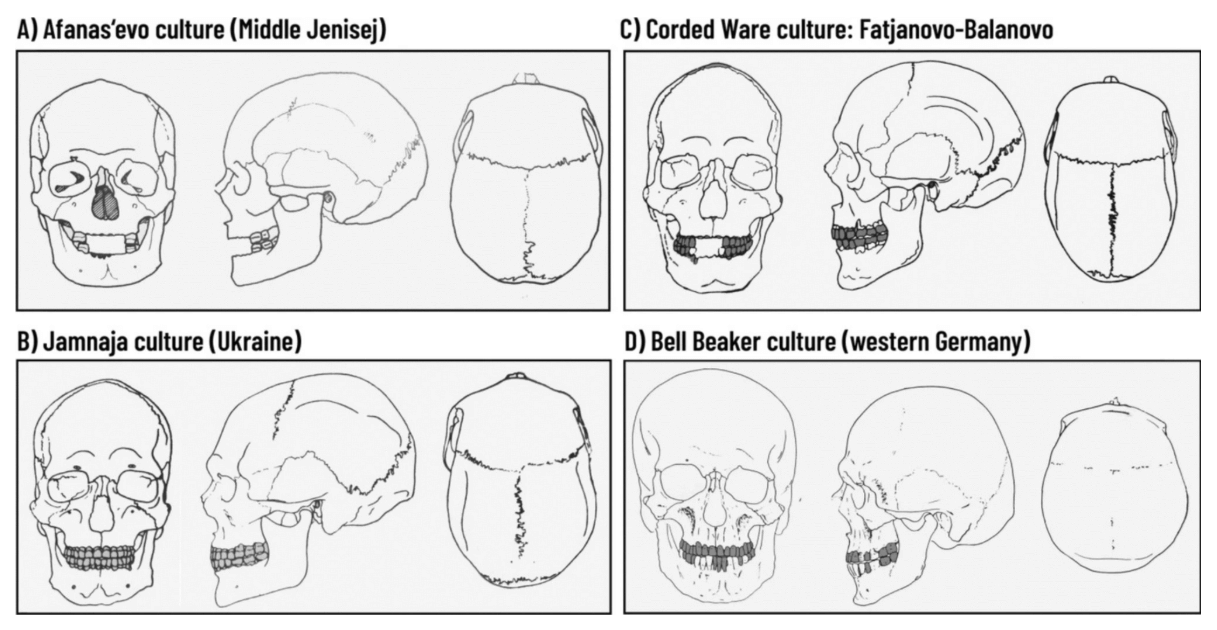 Tracing Cranial Evolution in Prehistoric Europe: Insights from the Upper Paleolithic to Bronze ...