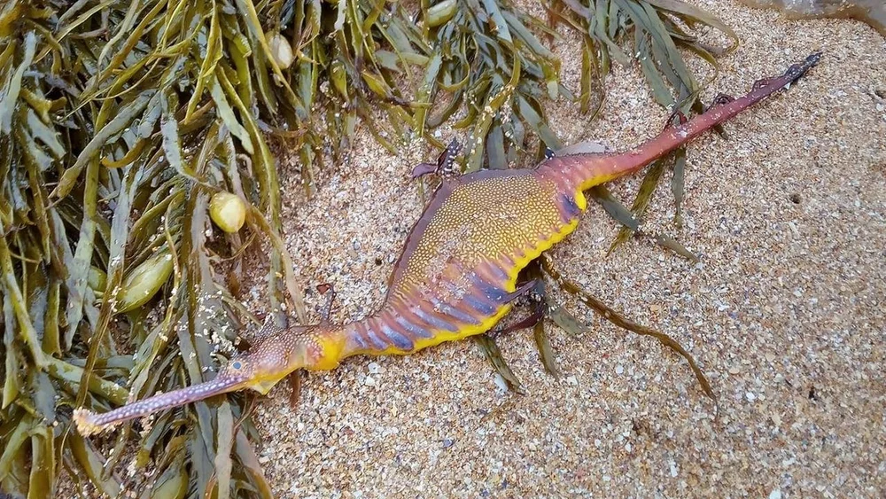 Εxtinct sea dragon millions of years ago washed up on the coast of ...