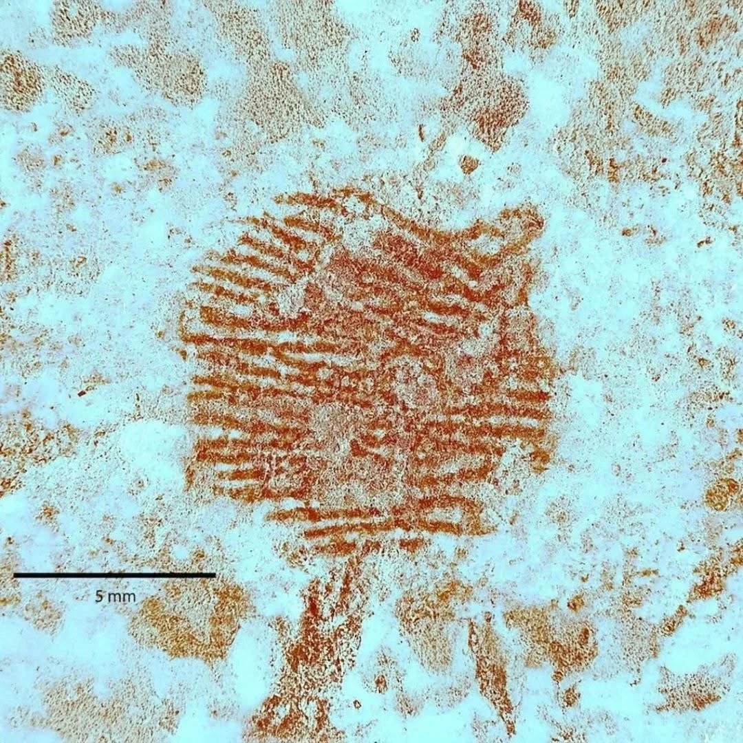 43,000-Year-Old Neanderthal Fingerprint Discovered - May Be Earliest ...