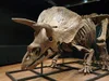 Remains of ‘Big John’, the largest known triceratops, fetch nearly €6.6m