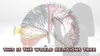 Explore The Branches of the World Religions Tree