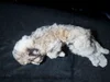 Perfectly preserved lion cubs that died 44,000 years ago ‘after being ...