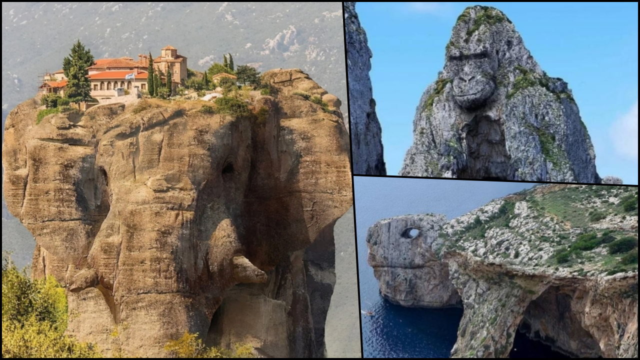 The Enchanting World of Animal-Shaped Rocks: A Journey Through Nature's ...