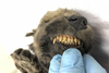 Mystery of 18,000-Year-Old ‘Puppy’ Found Frozen in Ice Solved by Scientists