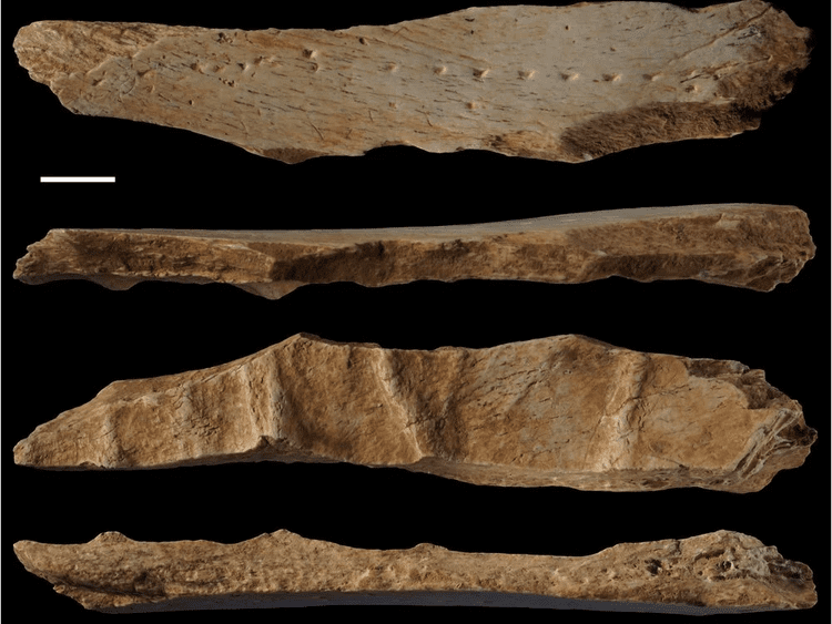 Prehistoric Tailors May Have Used This 39,600-Year-Old Bone
