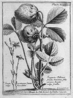 The Strawberry's History