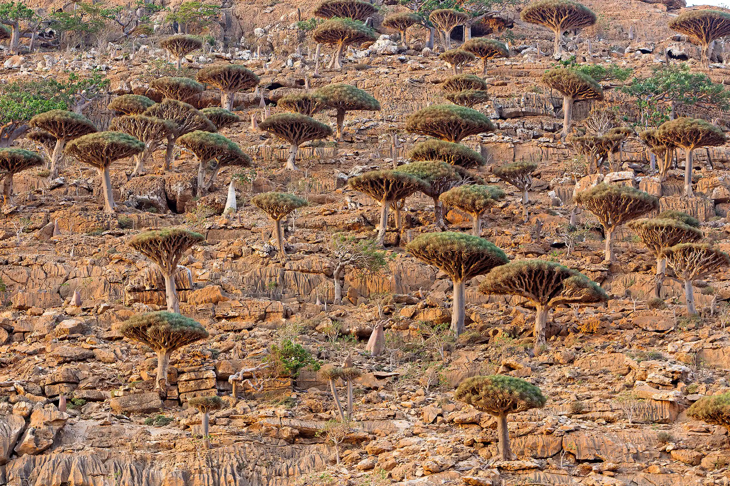 Dragon Blood Tree: These centuries-old trees ‘bleed’