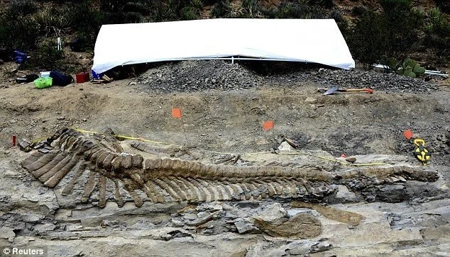 Mexico discovered an unusually well-preserved “monster tail 5 meters ...
